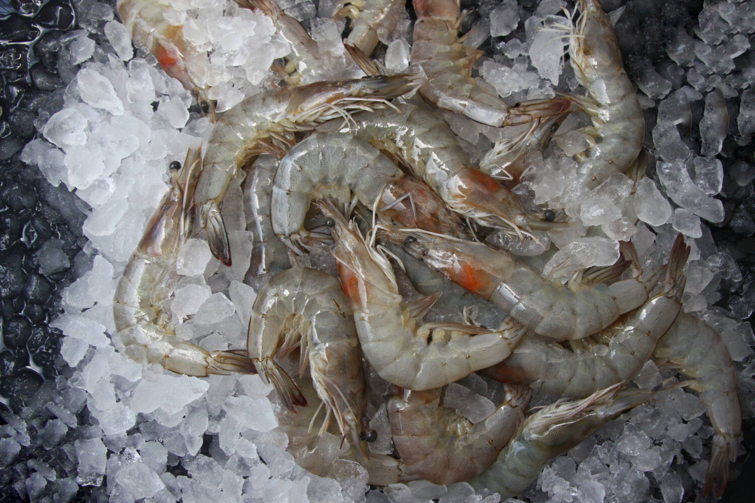 How Long Does Shrimp Last